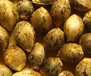 Atomic Shiva Hybrid Cannabis Seeds - FarawayLand Seed Bank