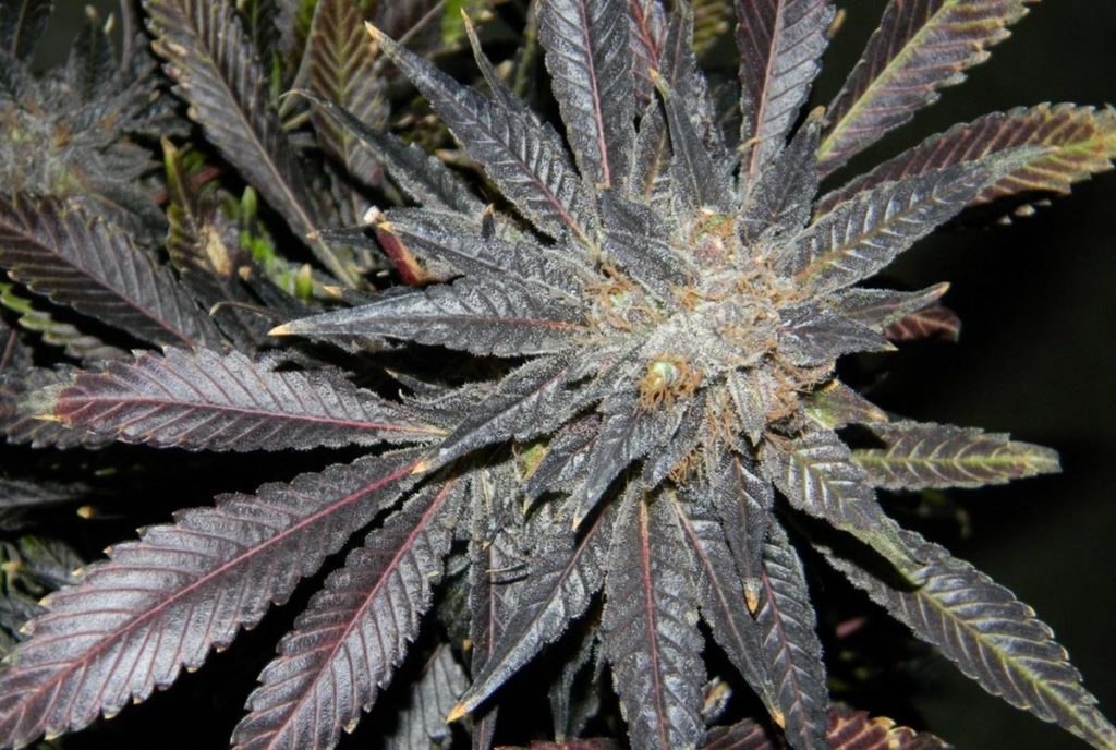 Deep Congo Feminized Cannabis Seeds - FarawayLand Seed Bank