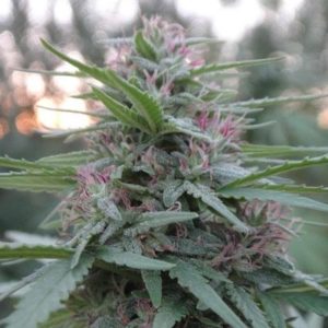 Panama Red Photoperiod Cannabis Seeds - FarawayLand Seed Bank