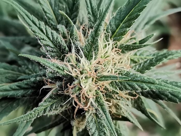 Zombie Kush Feminized Cannabis Seeds - FarawayLand Seed Bank