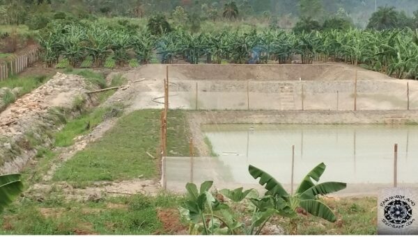 Red Devil Autoflower Feminized Cannabis Seeds - FarawayLand Seed Bank