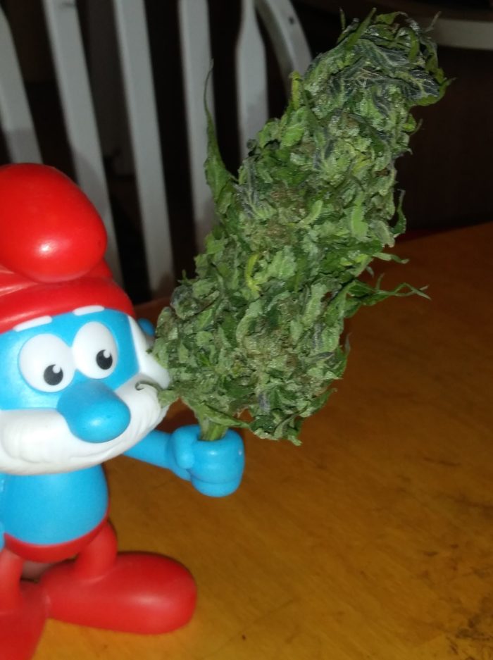 Trainwreck Hybrid Cannabis - regular seeds - FarawayLand Seed Bank