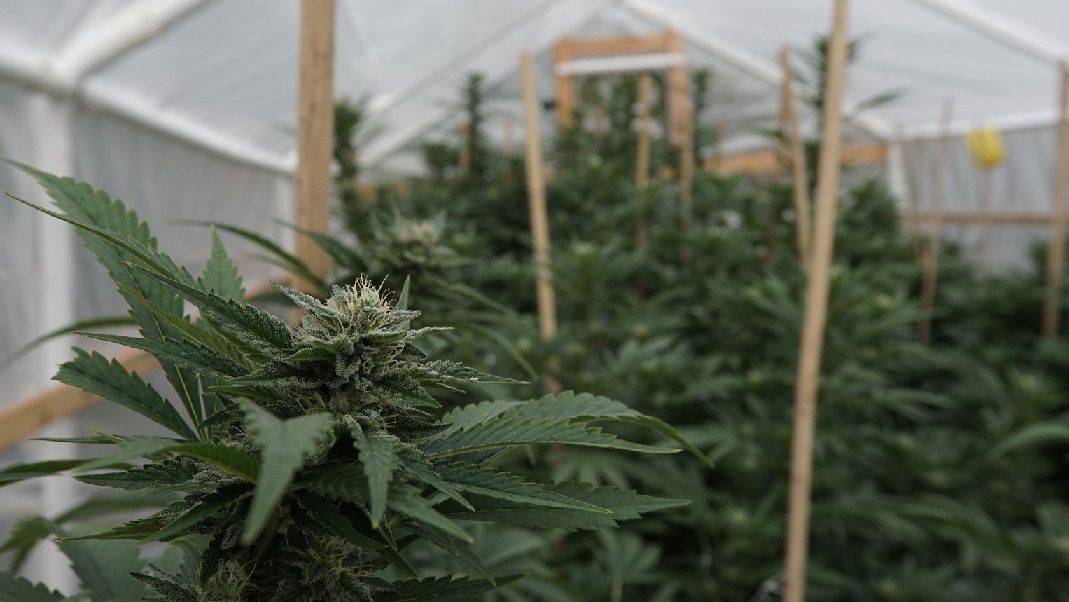 Trainwreck Hybrid Cannabis - regular seeds - FarawayLand Seed Bank